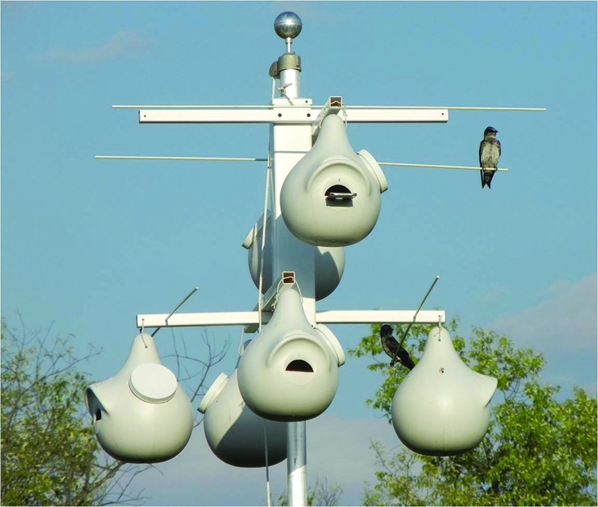 Become a Purple Martin landlord | Shore Home & Garden Magazine