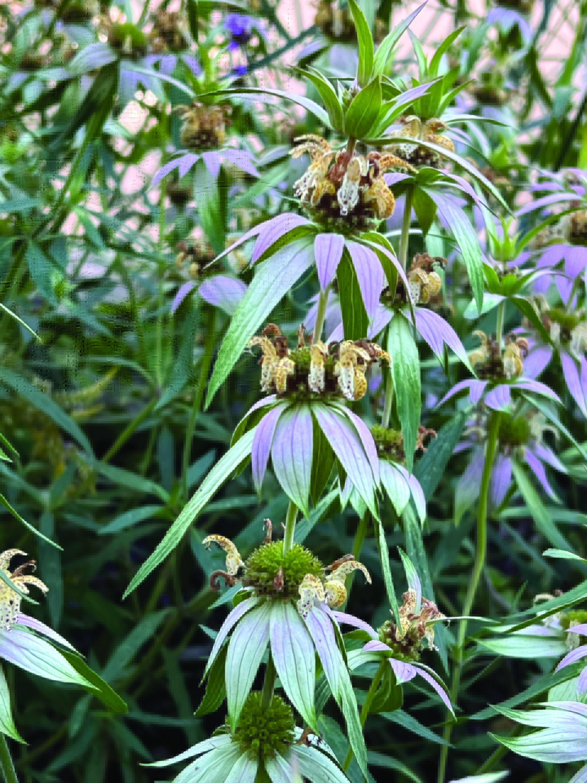 ‘BeeBop’ desires Shore’s sandy soils | Shore Home & Garden Magazine