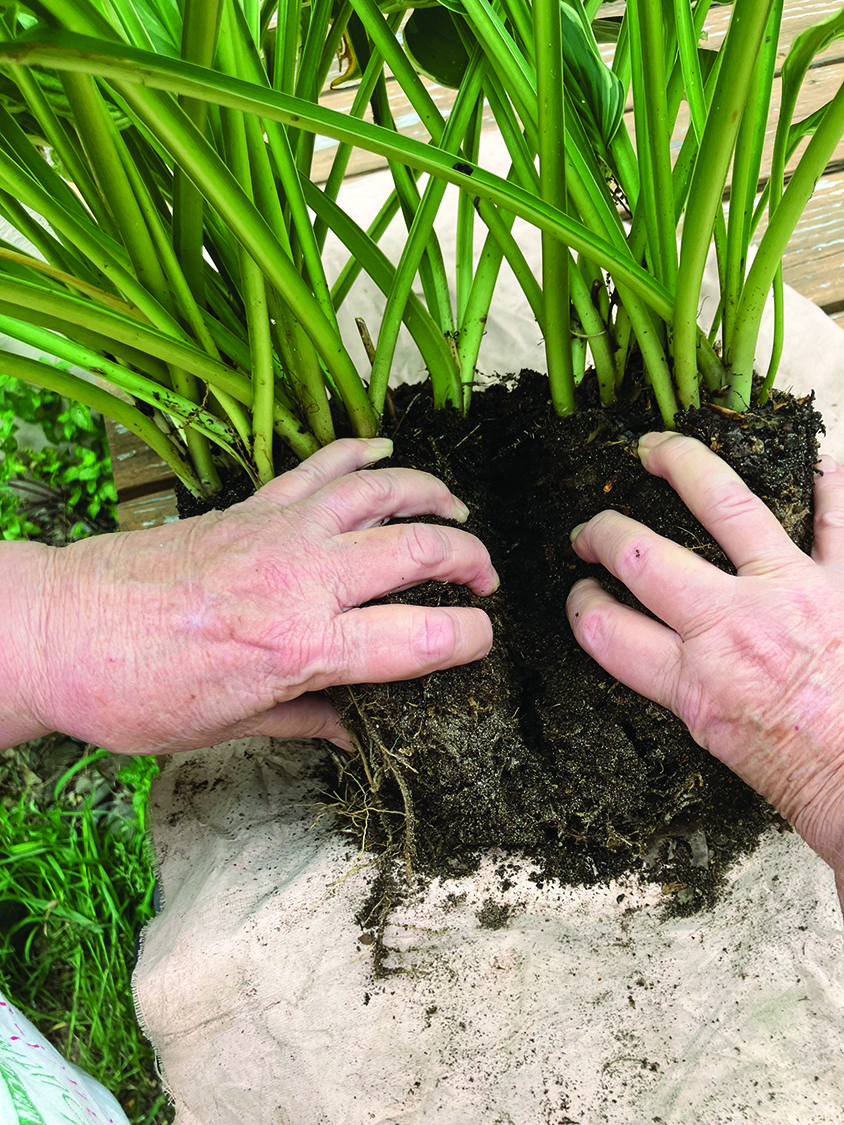 Dividing perennials: Handle with care | Shore Home & Garden Magazine