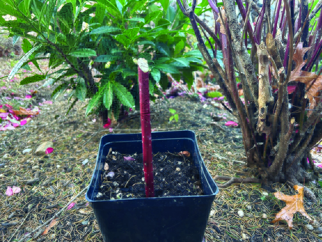 Make new shrubs with your own hardwood cuttings | Shore Home & Garden ...