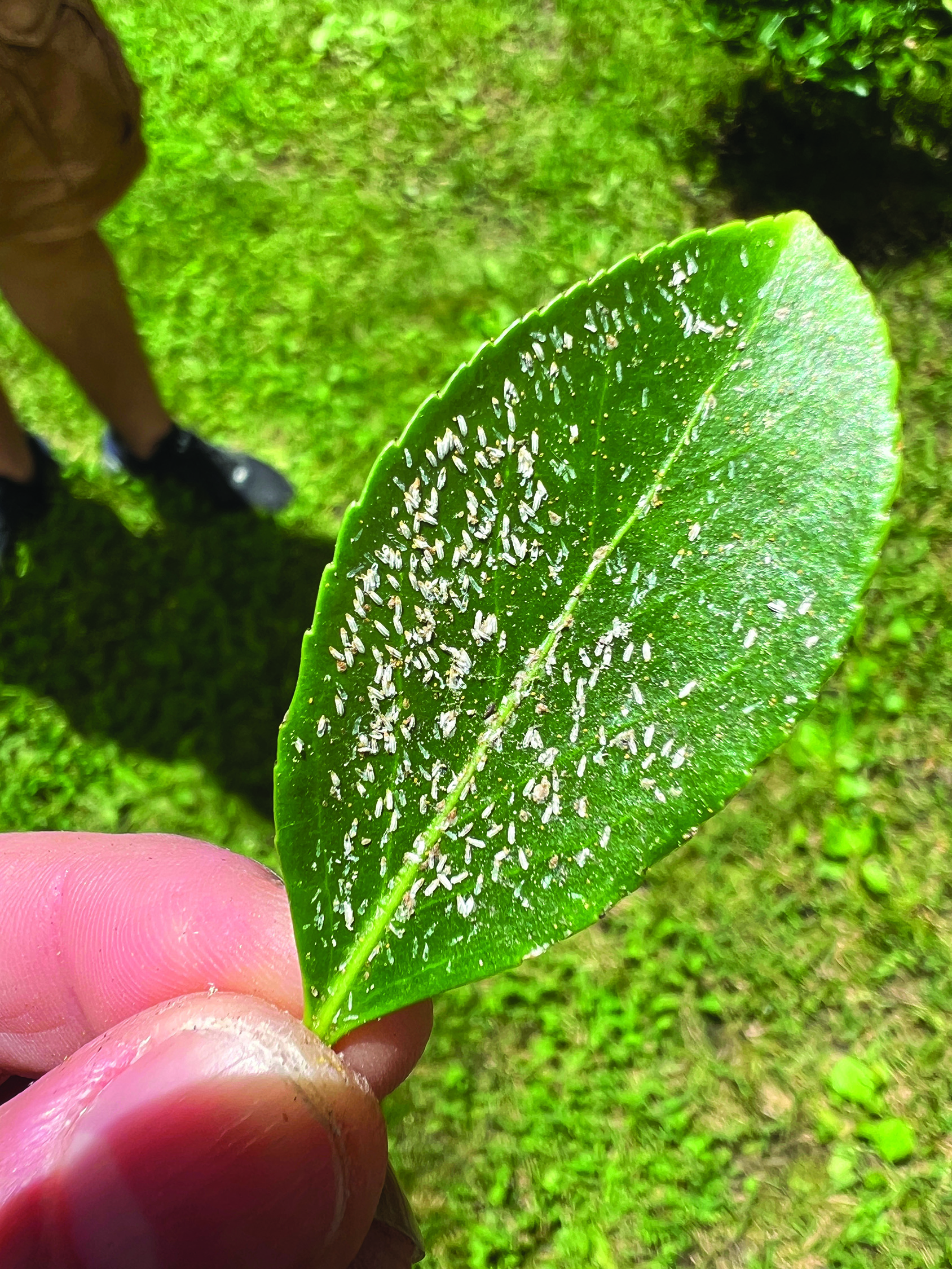 GDD method reveals the ideal time to tackle garden pests | Shore Home ...
