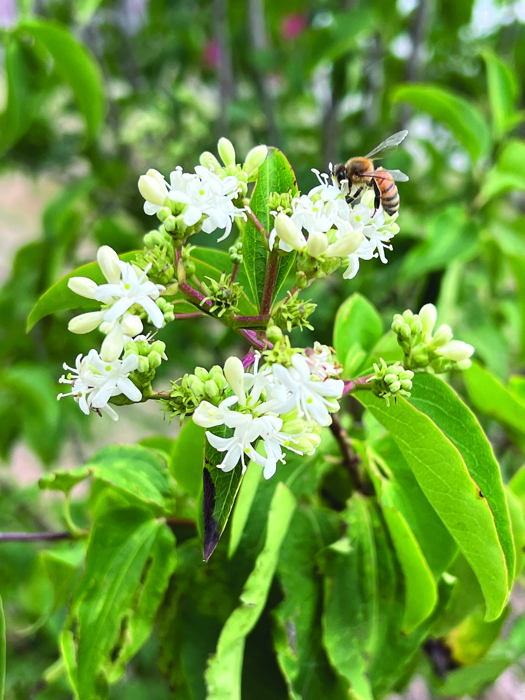 Fall in love with the seven-son flower | Shore Home & Garden Magazine