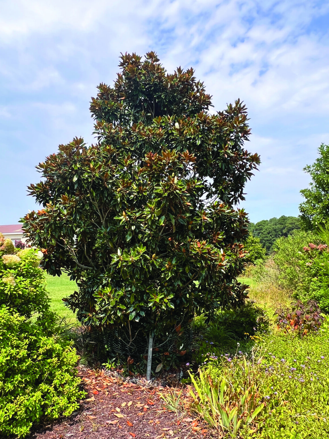 Evergreen Magnolia always in fashion | Shore Home & Garden Magazine