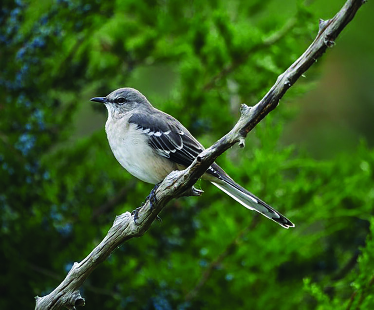 Northern Mockingbird | Shore Home & Garden Magazine